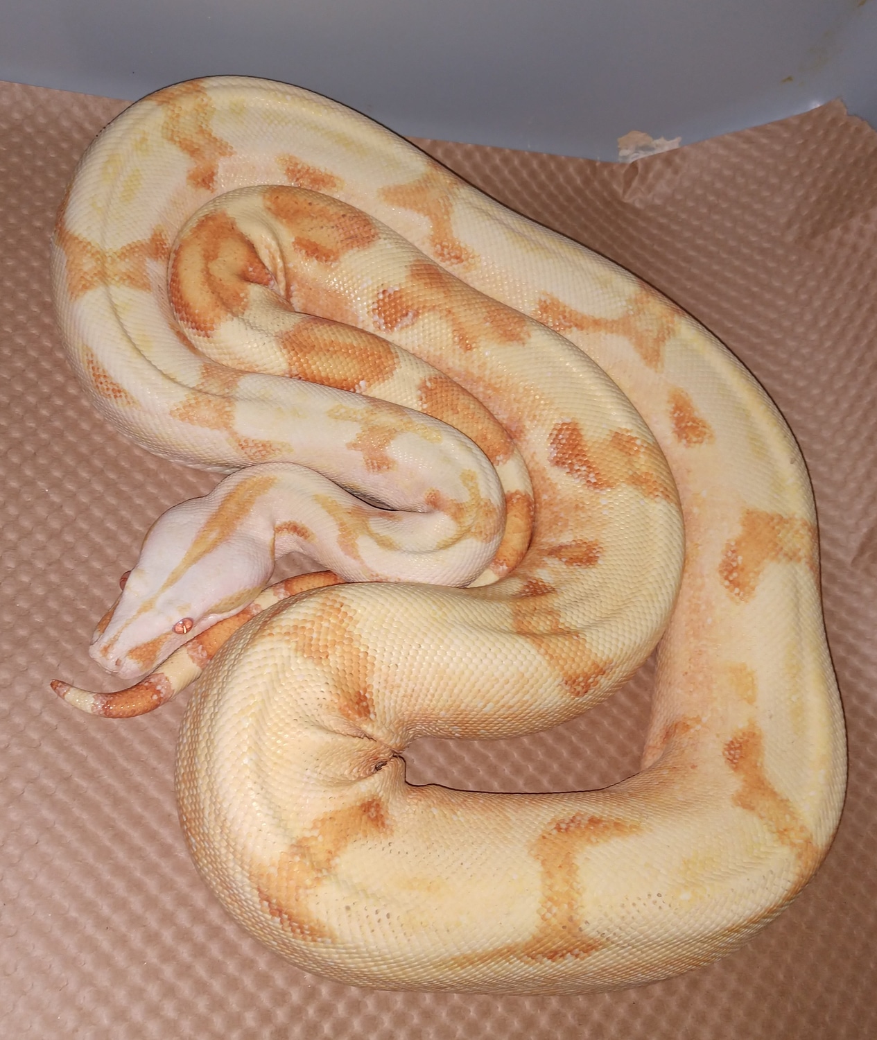 Sharp Sunglow Boa Constrictor by Jay's Boas - MorphMarket