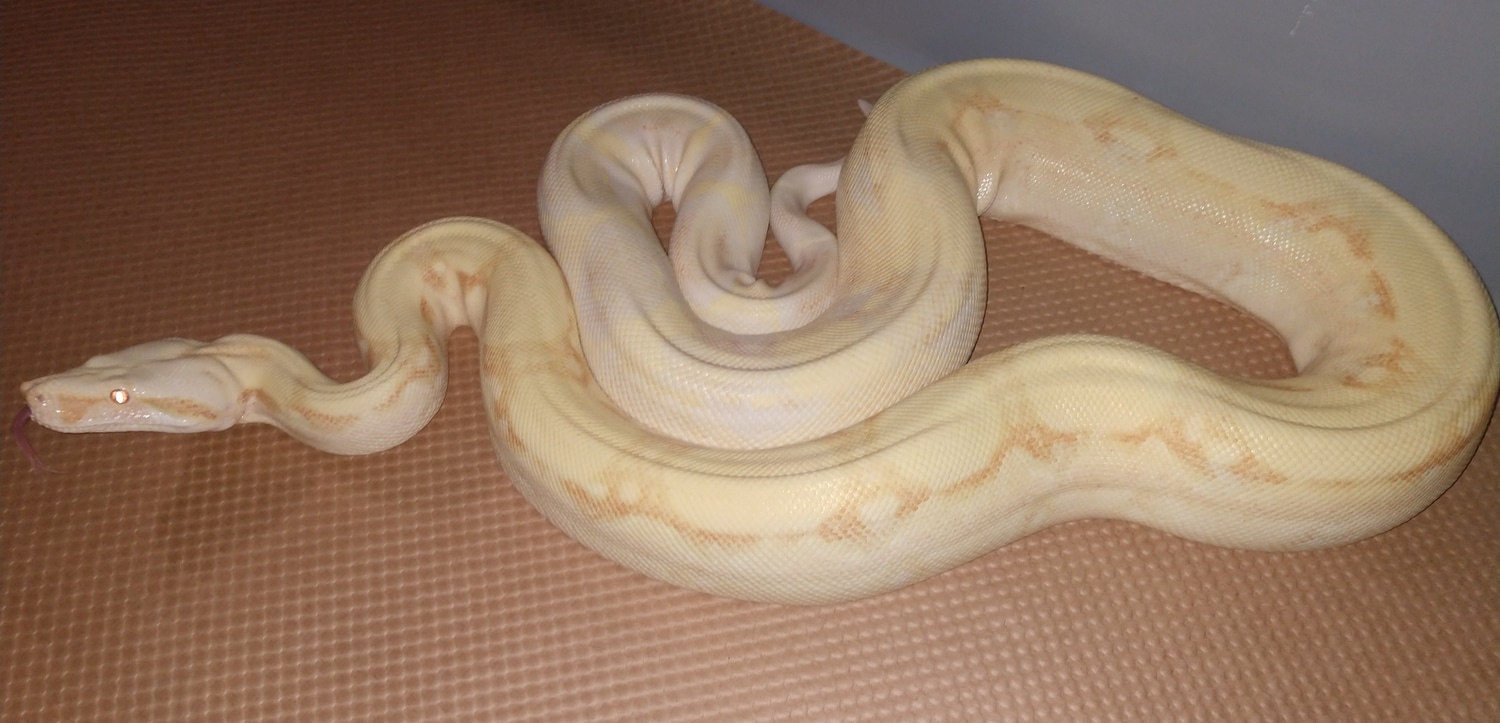 Kahl Albino Female Boa Constrictor by Jay's Boas - MorphMarket