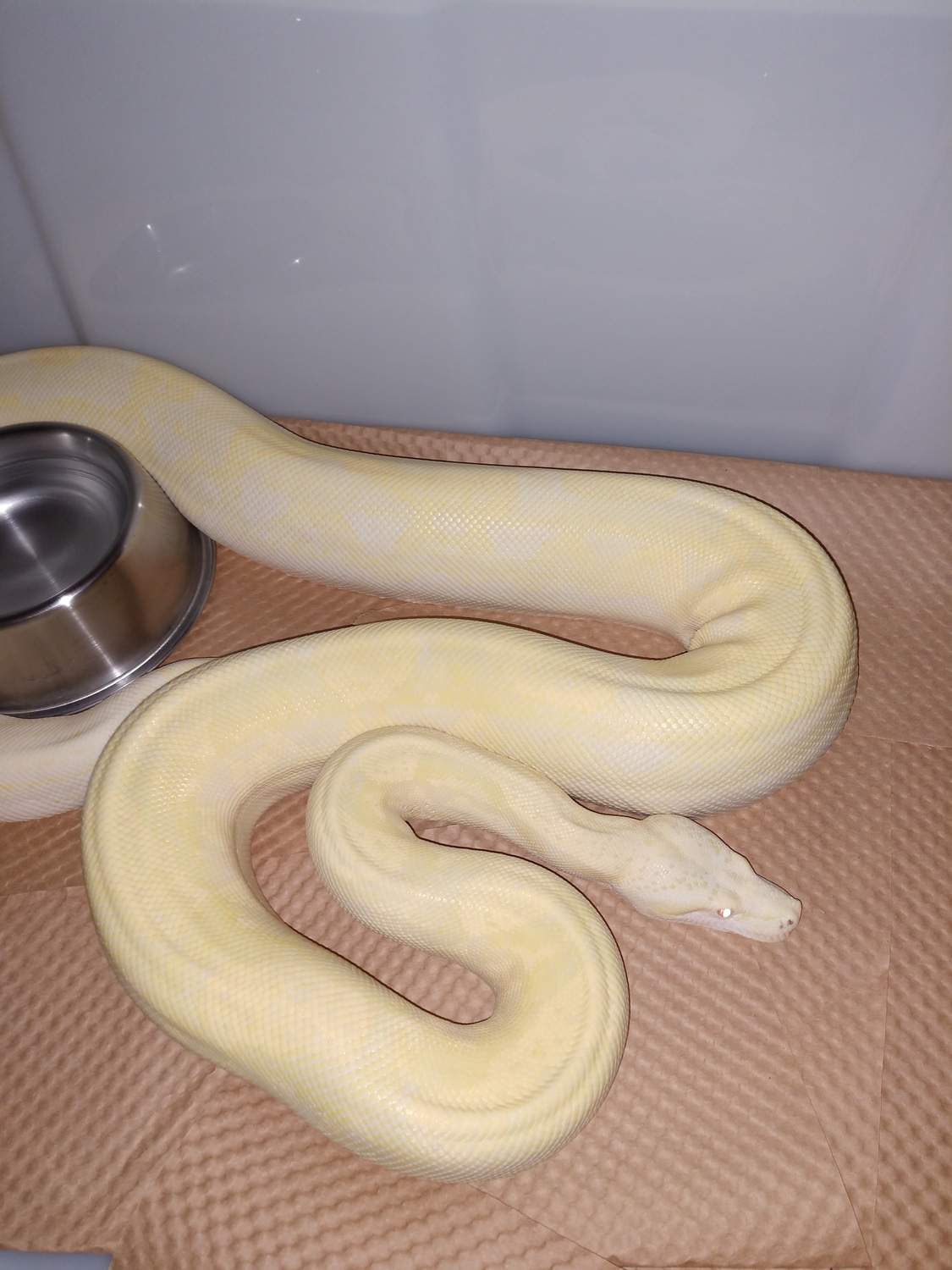 Female Motley Kahl Albino Boa Constrictor by Jay's Boas - MorphMarket