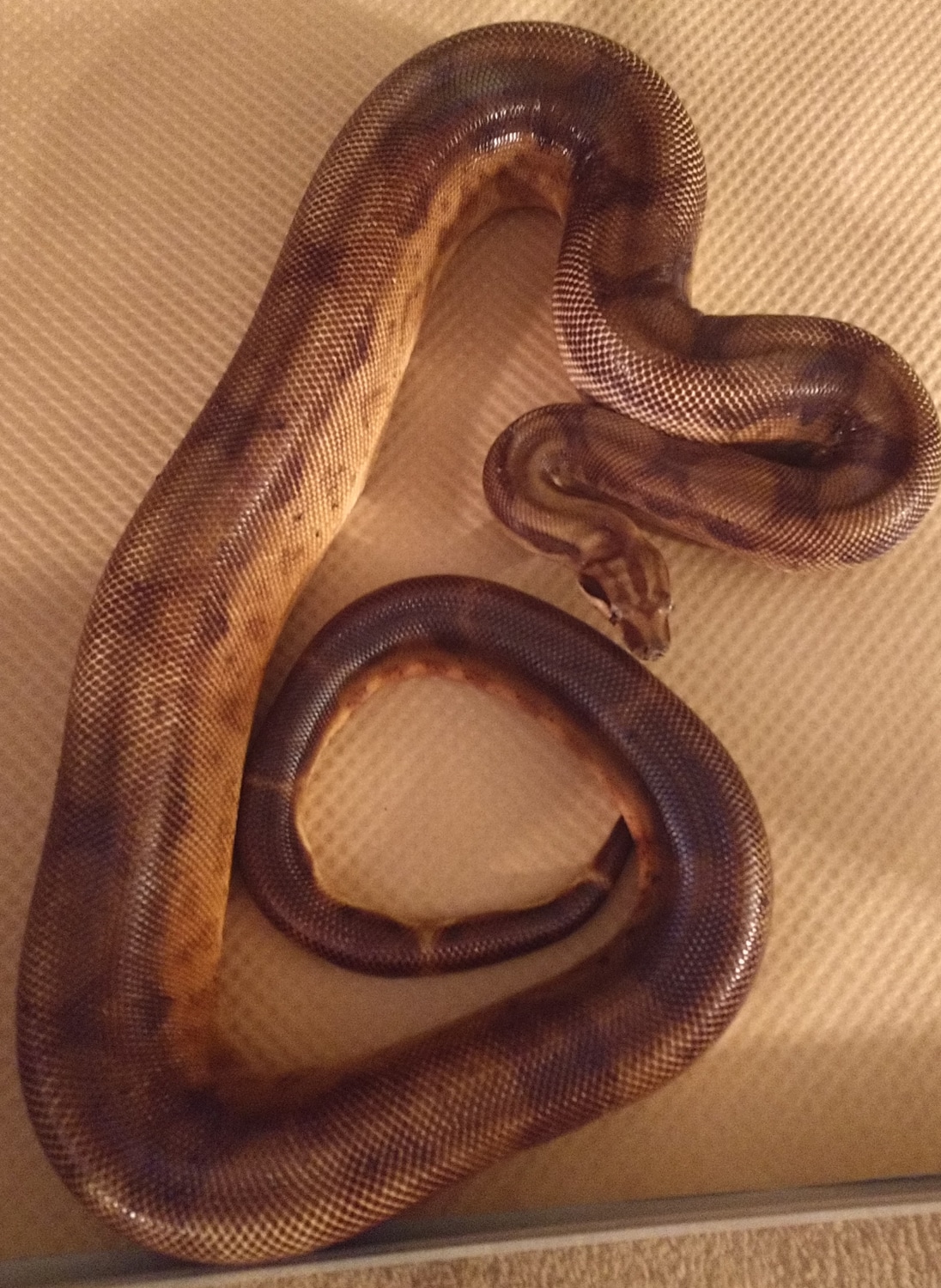 Hypo Motley Het Albino Boa Constrictor by Jay's Boas - MorphMarket