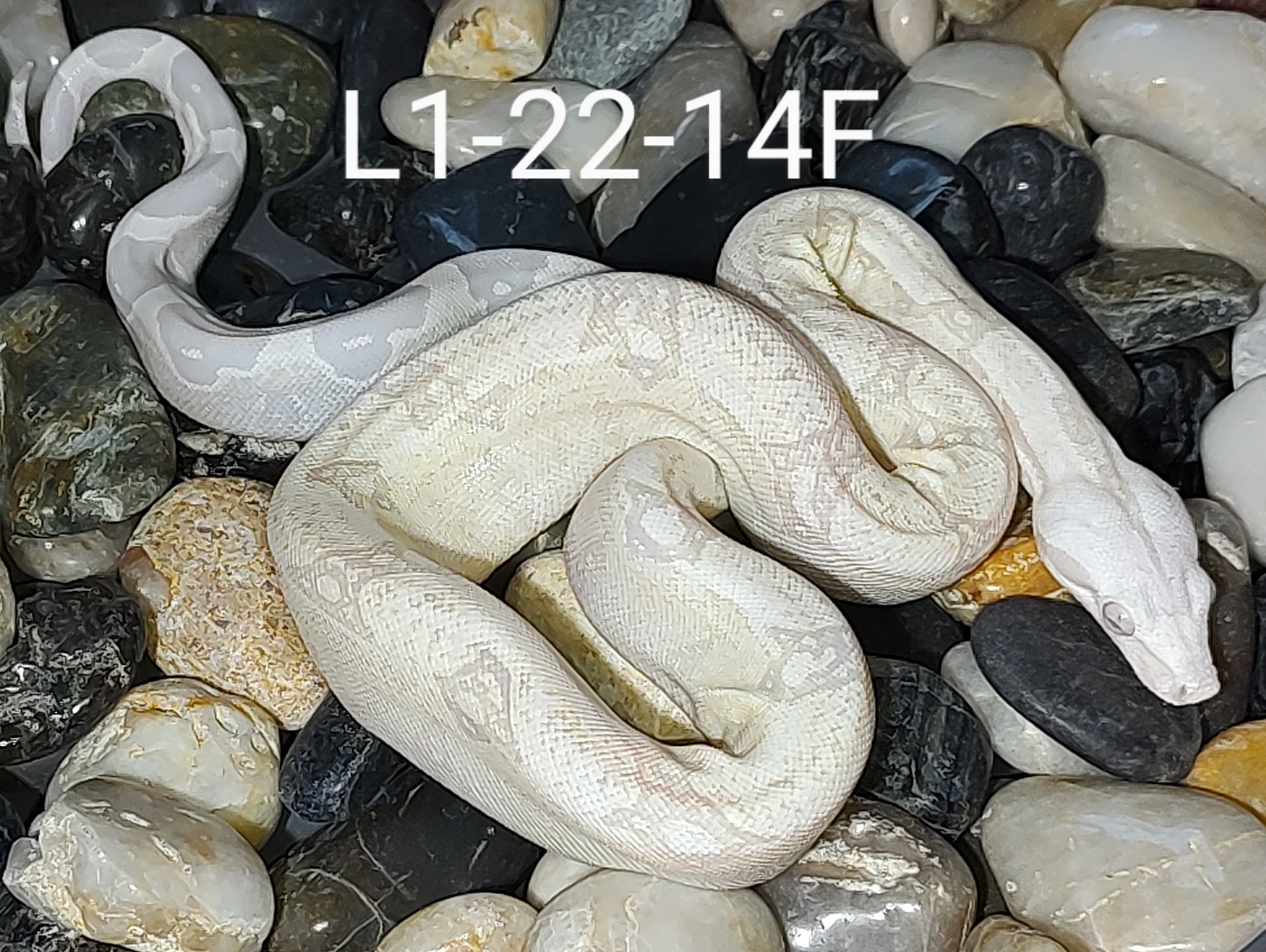 Snow Boa Constrictor by Jay's Boas - MorphMarket