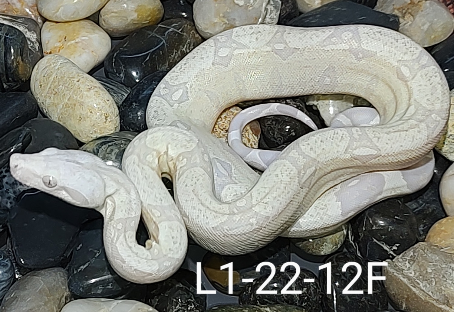 Snow Boa Constrictor by Jay's Boas - MorphMarket