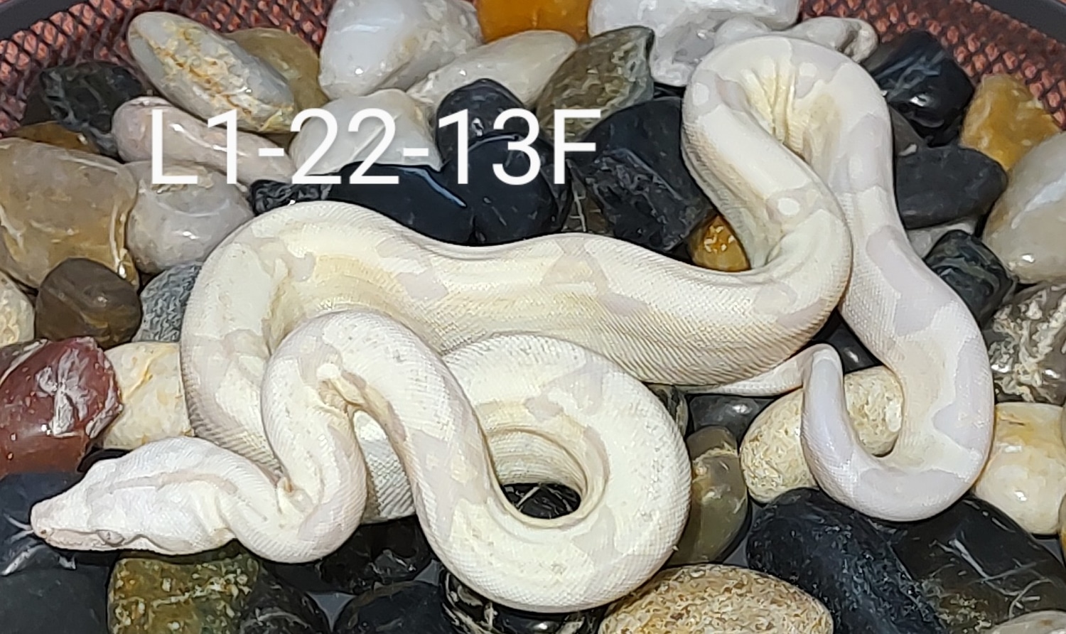 Moonglow Boa Constrictor by Jay's Boas - MorphMarket