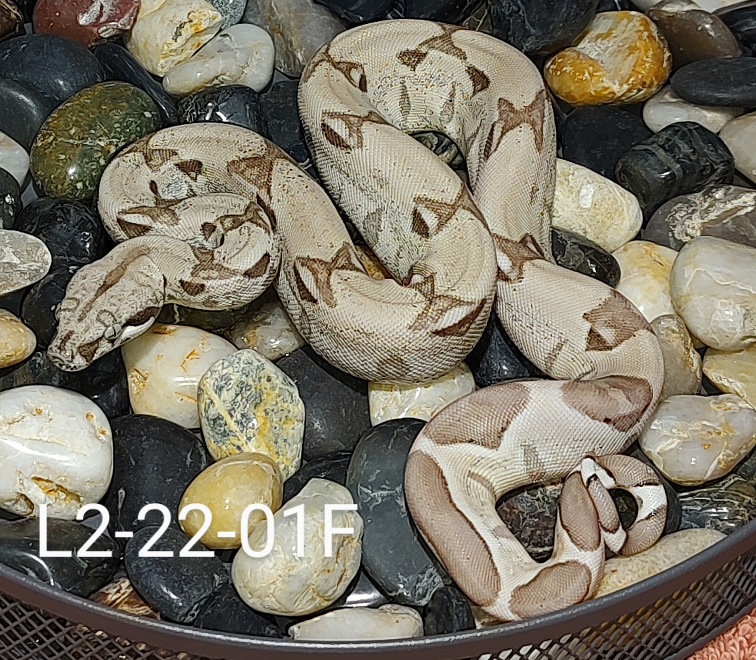 Ghost Het Moonglow Boa Constrictor by Jay's Boas - MorphMarket