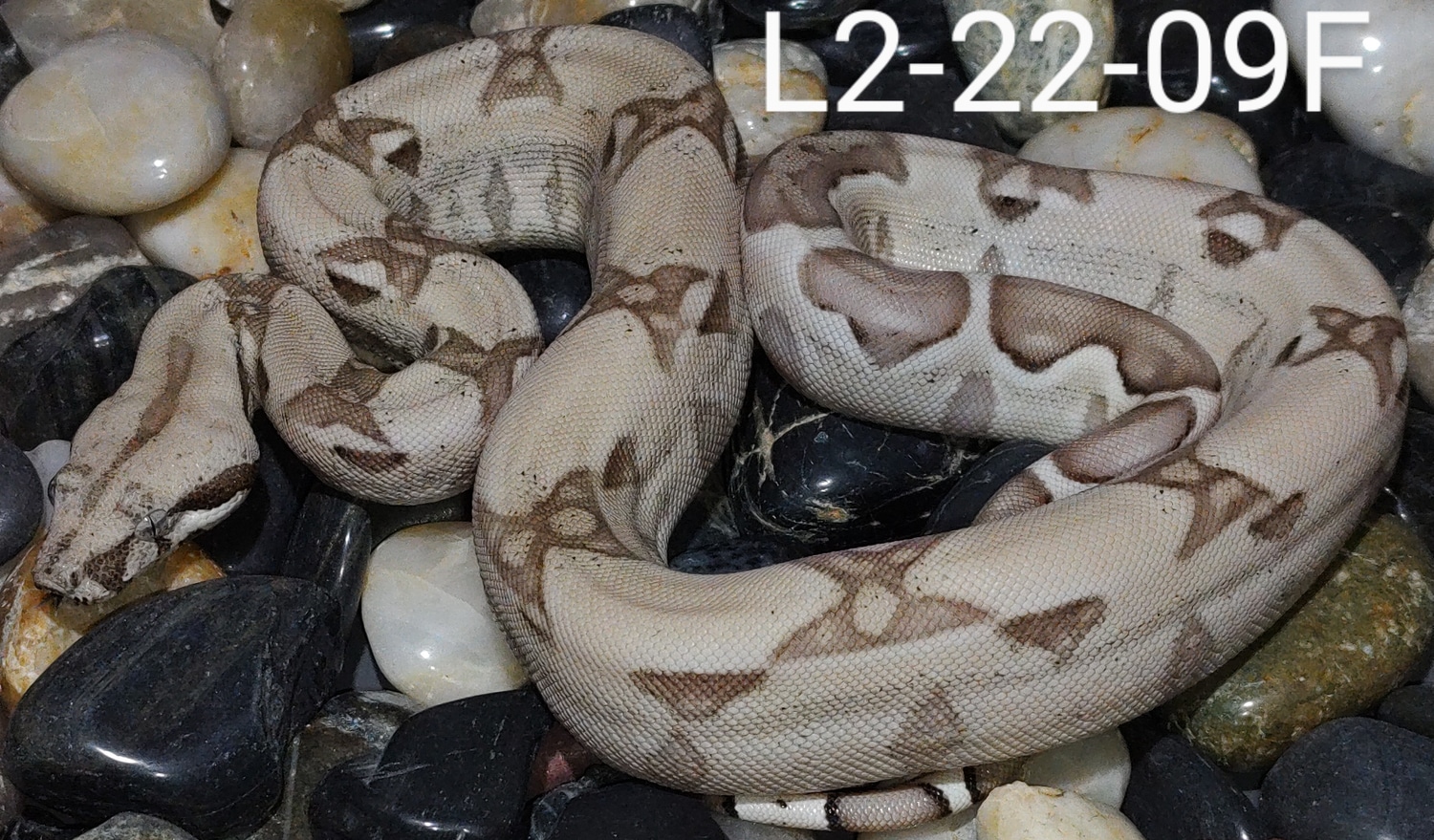 Ghost Het Moonglow Boa Constrictor by Jay's Boas - MorphMarket