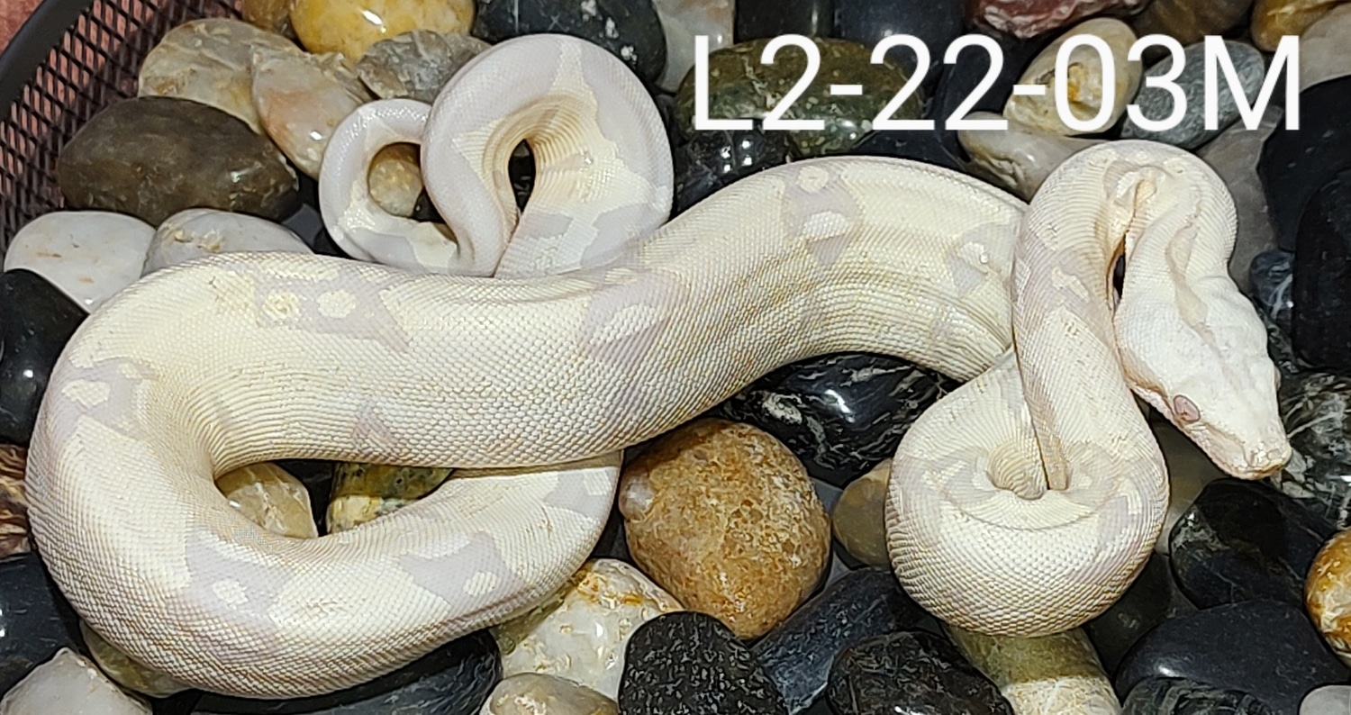 Moonglow Boa Constrictor by Jay's Boas - MorphMarket