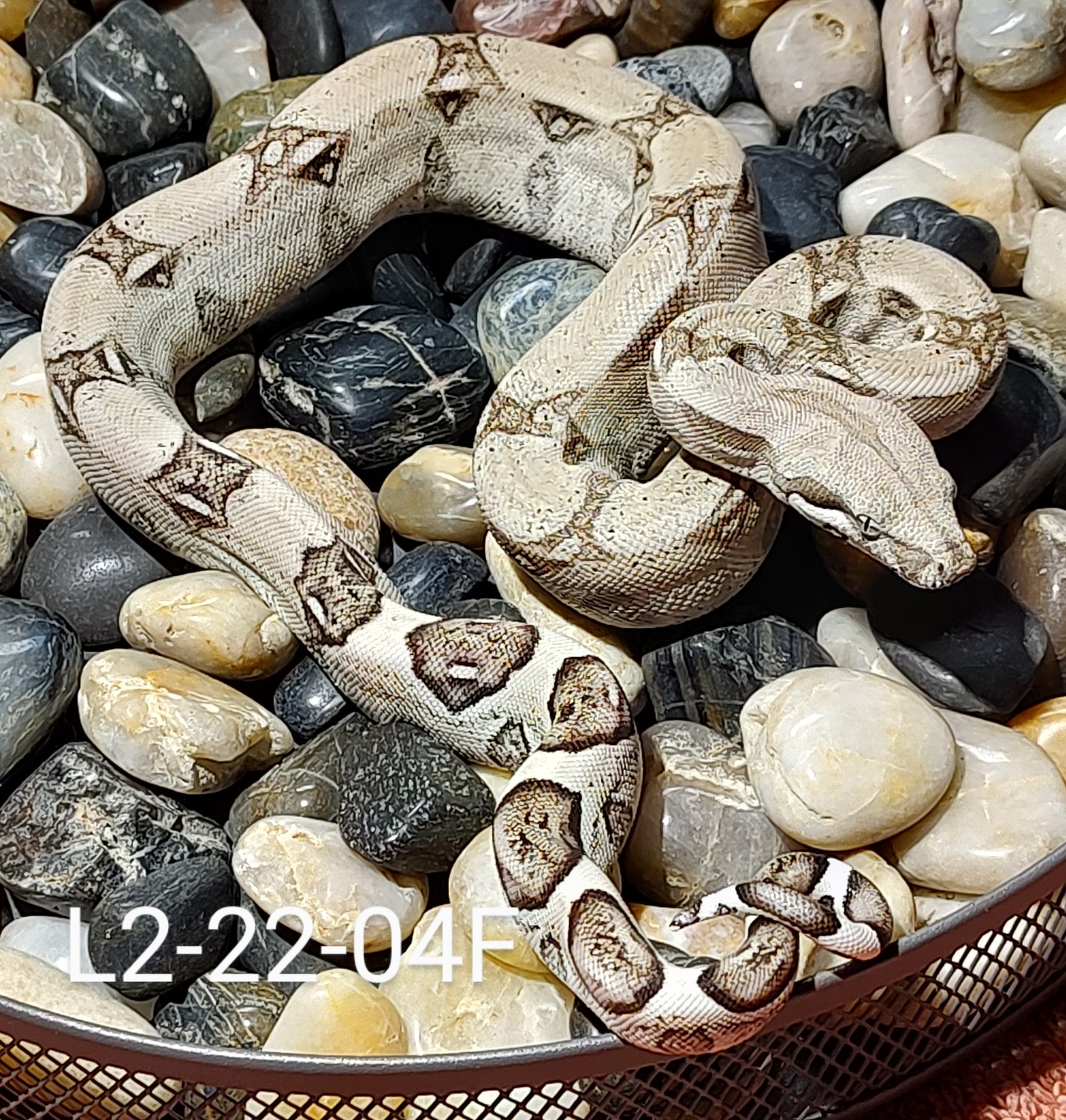 Anery Het Snow Boa Constrictor by Jay's Boas - MorphMarket