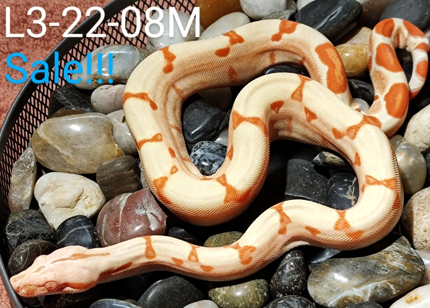 Lipstick Jungle Sunglow (Junglow) Pos Super Hypo Boa Constrictor by Jay ...