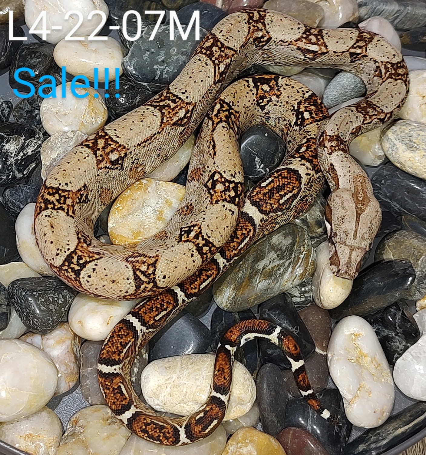 Double Het Albino/Blood Boa Constrictor by Jay's Boas - MorphMarket