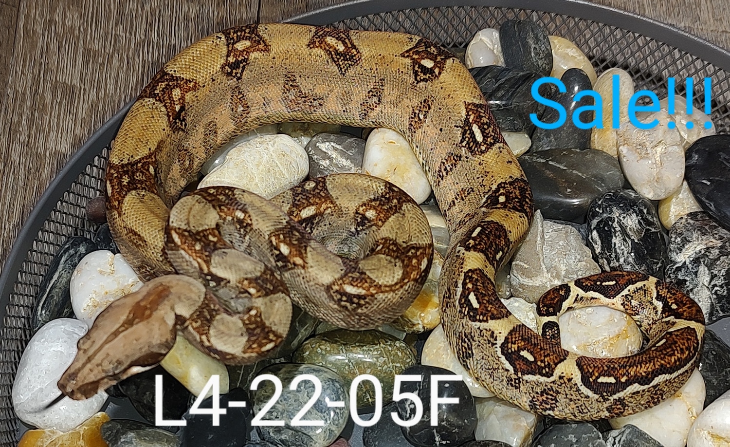 Double Het Albino/Blood Boa Constrictor by Jay's Boas - MorphMarket