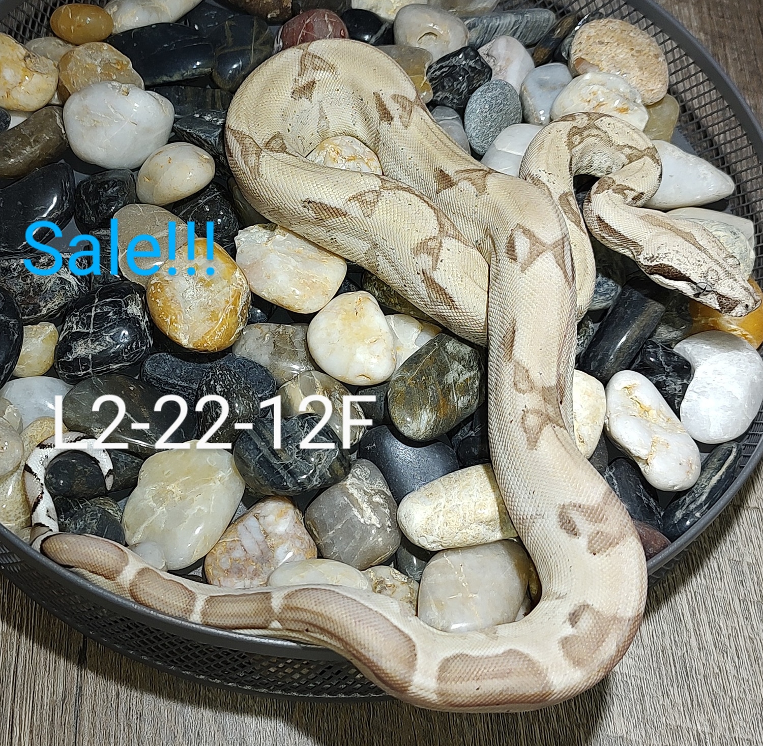 Ghost Het Moonglow Boa Constrictor by Jay's Boas - MorphMarket