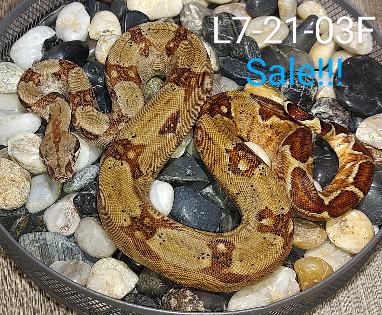 Hypo Het Albino Poss Het Blood Boa Constrictor by Jay's Boas - MorphMarket