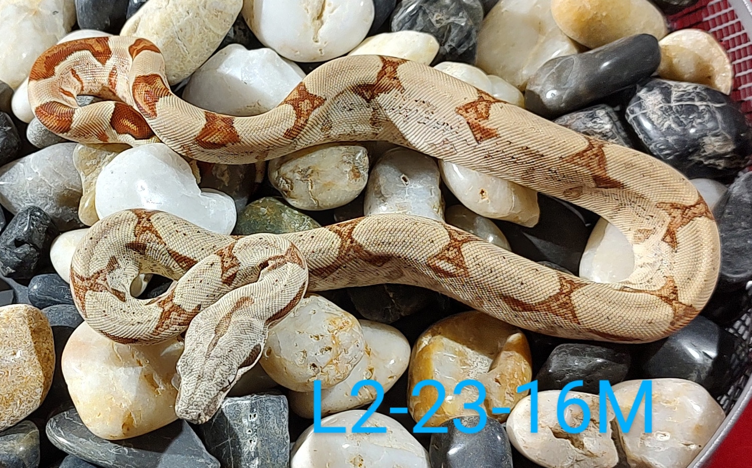 SALE!!! Hypo 100% Het Albino Boa Constrictor by Jay's Boas - MorphMarket