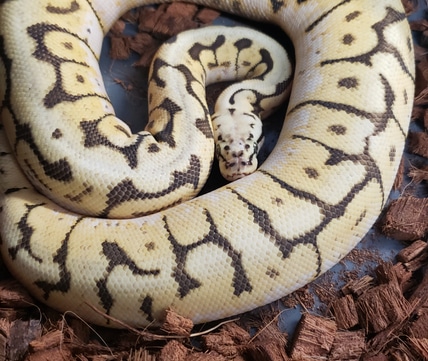 Mains Morphs - MorphMarket