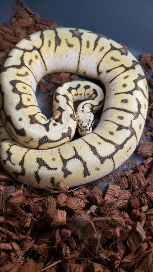 Pastel Vanilla Spider Ball Python by Mains Morphs