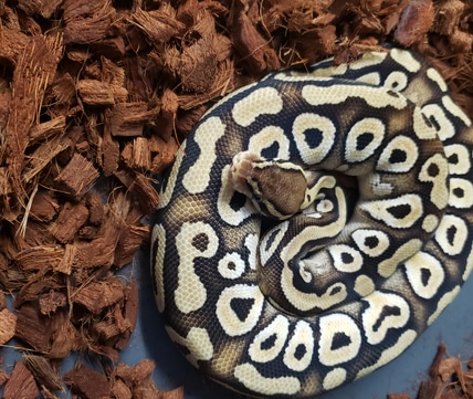 Mains Morphs - MorphMarket