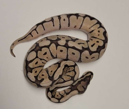 Mains Morphs - MorphMarket