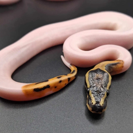 Pied Ball Python by Mains Morphs