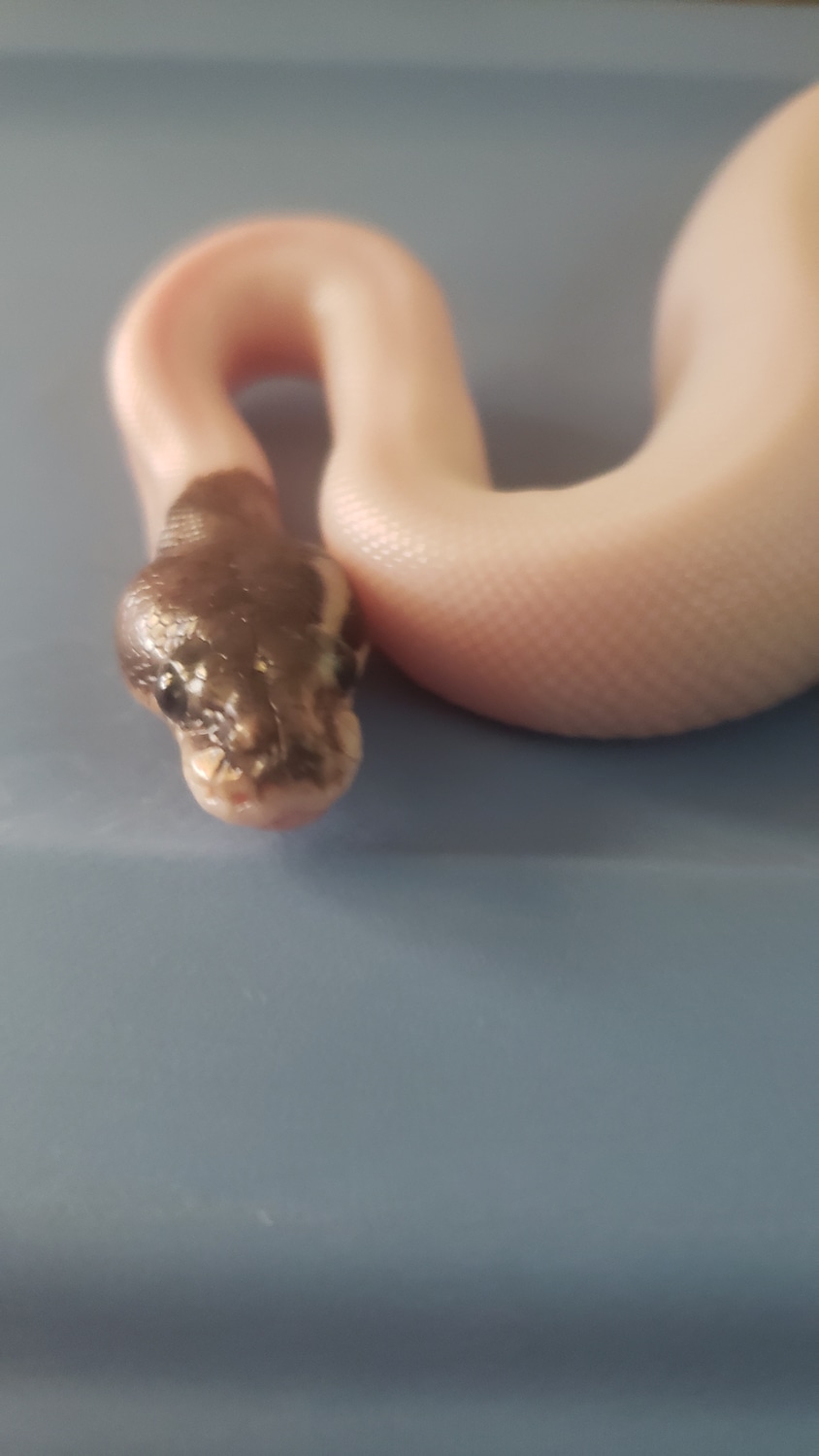 Black Pewter Pied Ball Python by Mains Morphs - MorphMarket