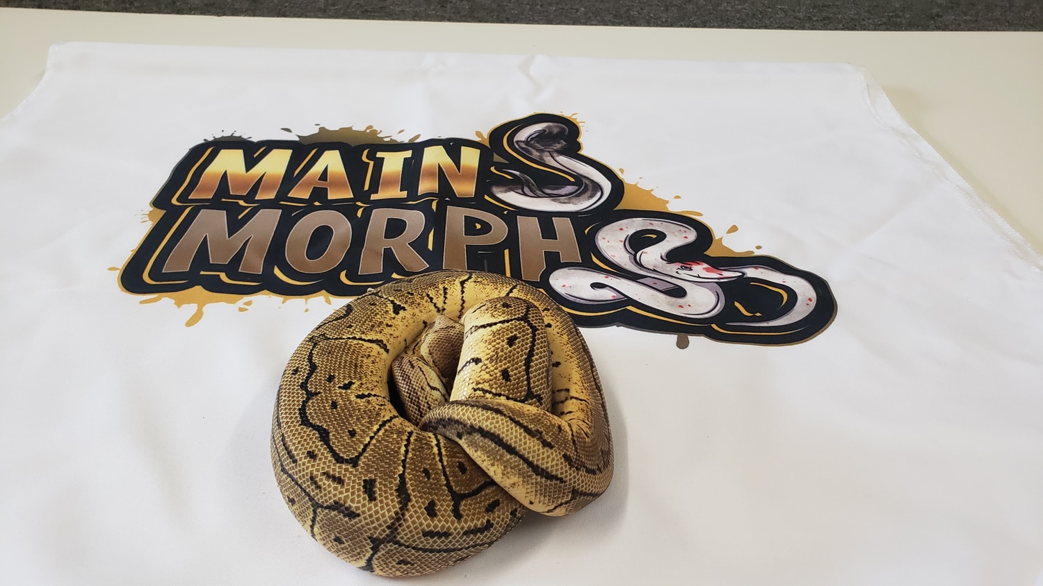 Lemonblast Het Pied Ball Python by Mains Morphs - MorphMarket