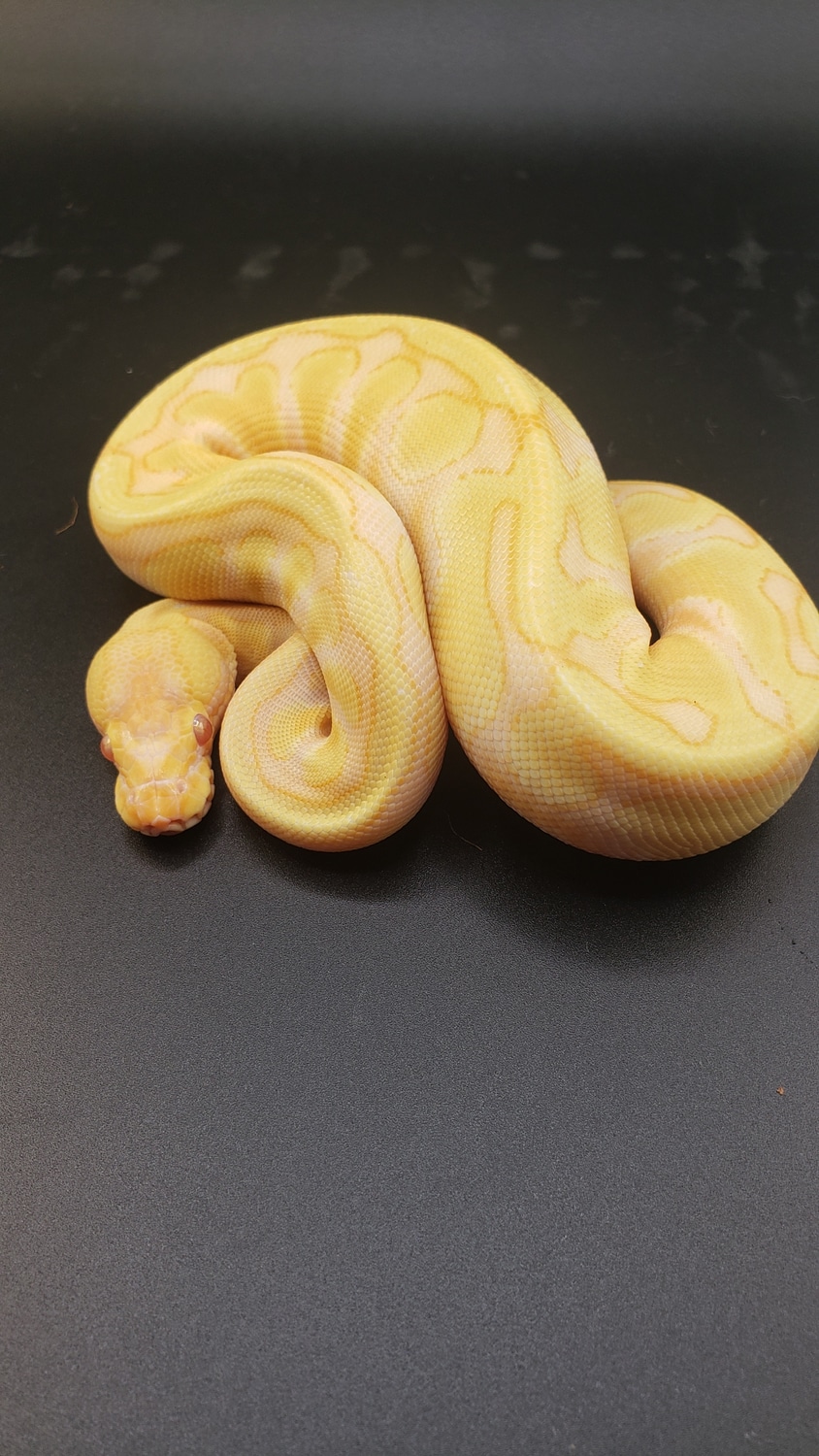 Enchi Albino Het Pied Pos Het Clown Ball Python by Mains Morphs - MorphMarket