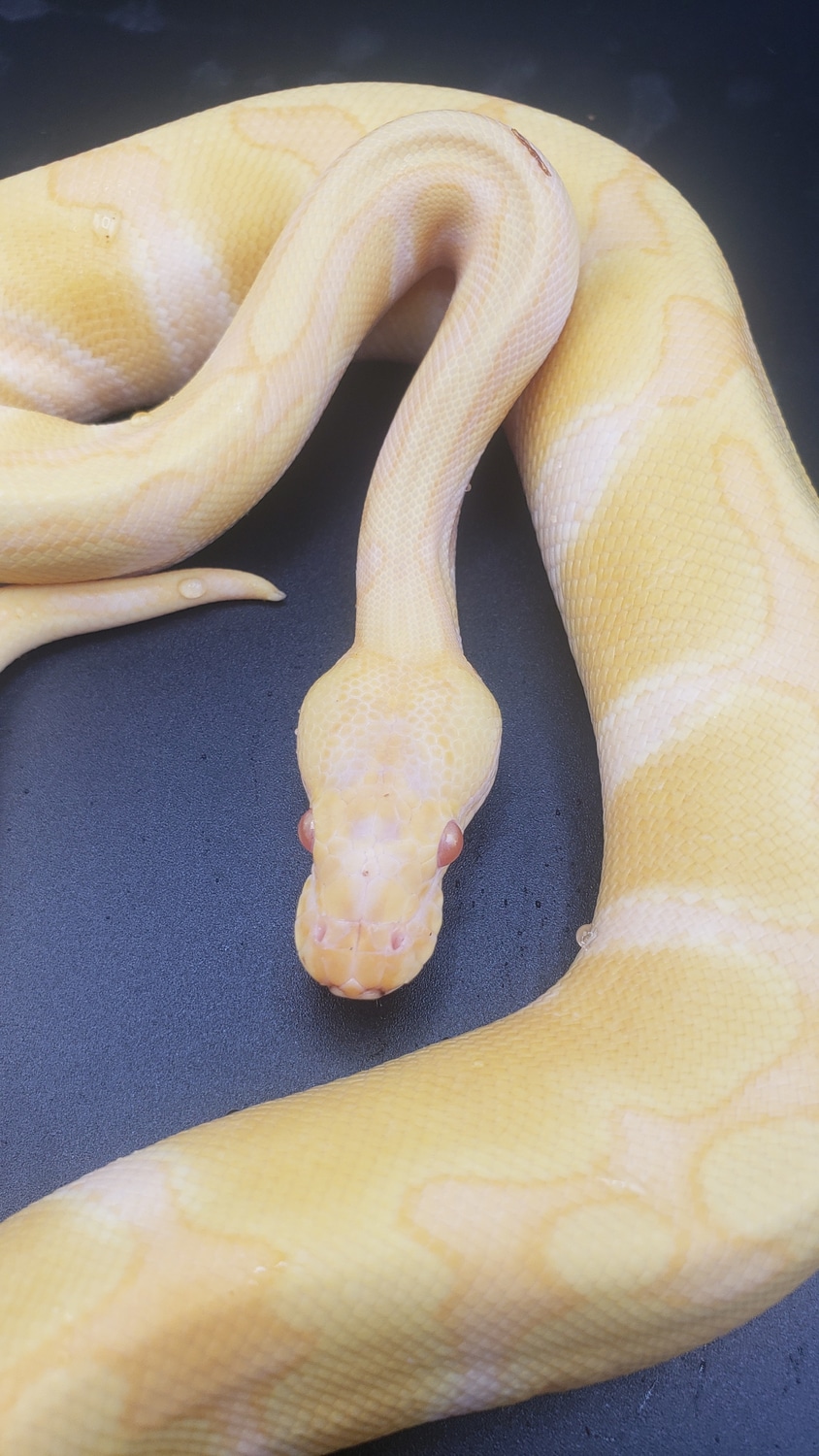 Enchi Albino Het Pied Ball Python by Mains Morphs - MorphMarket