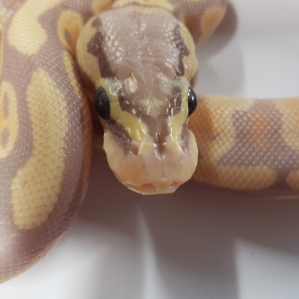 Mains Morphs - MorphMarket