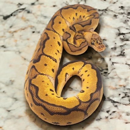 Mains Morphs - MorphMarket