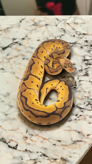 Pastel Clown Ball Python by Mains Morphs