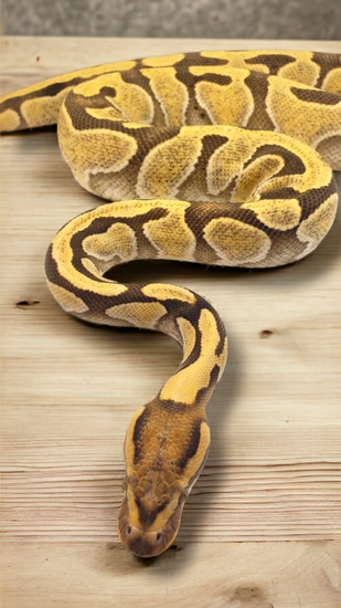 *PROVEN BREEDER* Desert Ghost Enchi Het Clown Ball Python by Mains Morphs