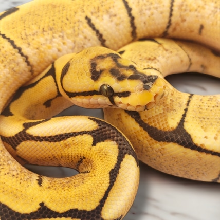 Mains Morphs - MorphMarket