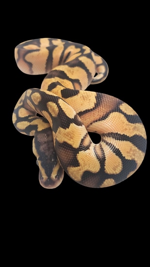 High Intensity Orange Dream Enchi Yb Vanilla Het Pied Ball Python by Mains Morphs