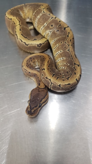 Pinstripe 100% Het Monsoon Ball Python by Mains Morphs