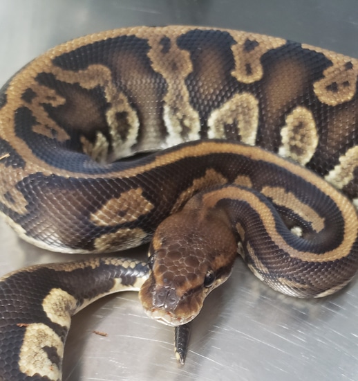 Stranger Ball Python by Mains Morphs