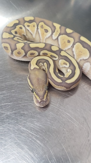 Pastel Lesser Hypo Ball Python by Mains Morphs