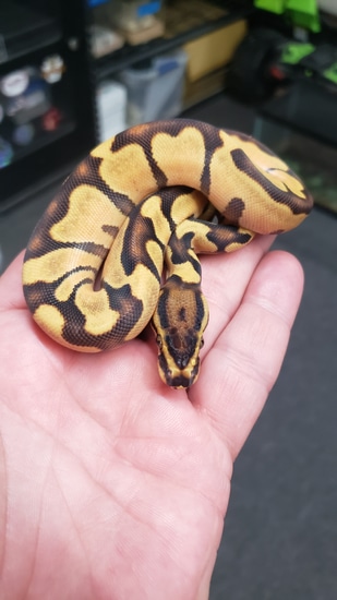 High Intensity Orange Dream Enchi Yellowbelly Scrambler Ball Python by ...