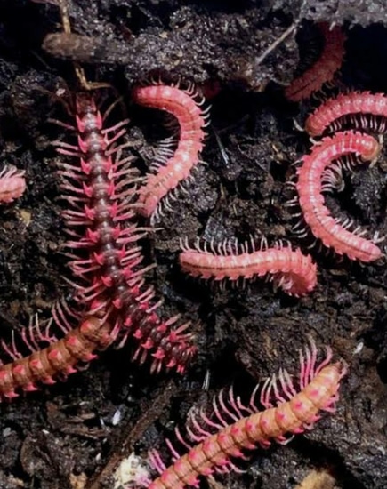 10 Pink Dragon Millipedes by Mains Morphs