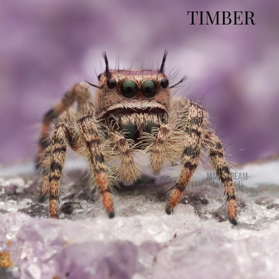 Phidippus Otiosus Jumping Spider by Mainstream Arachnids