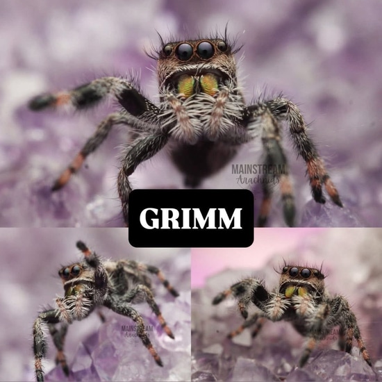 Phidippus Regius Jumping Spider by Mainstream Arachnids