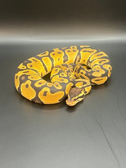 Super Pastel 100% Het Hypo Ball Python by Mainstream Morphs