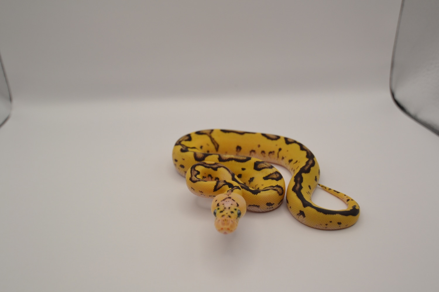Firefly Clown Ball Python by Mainstream Morphs - MorphMarket