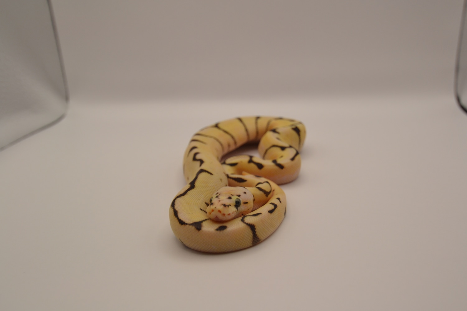 Fire Bee 100% Het Clown Ball Python by Mainstream Morphs - MorphMarket