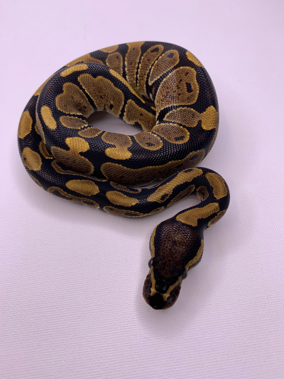 Normal 100% Het Hypo Ball Python by Mainstream Morphs - MorphMarket