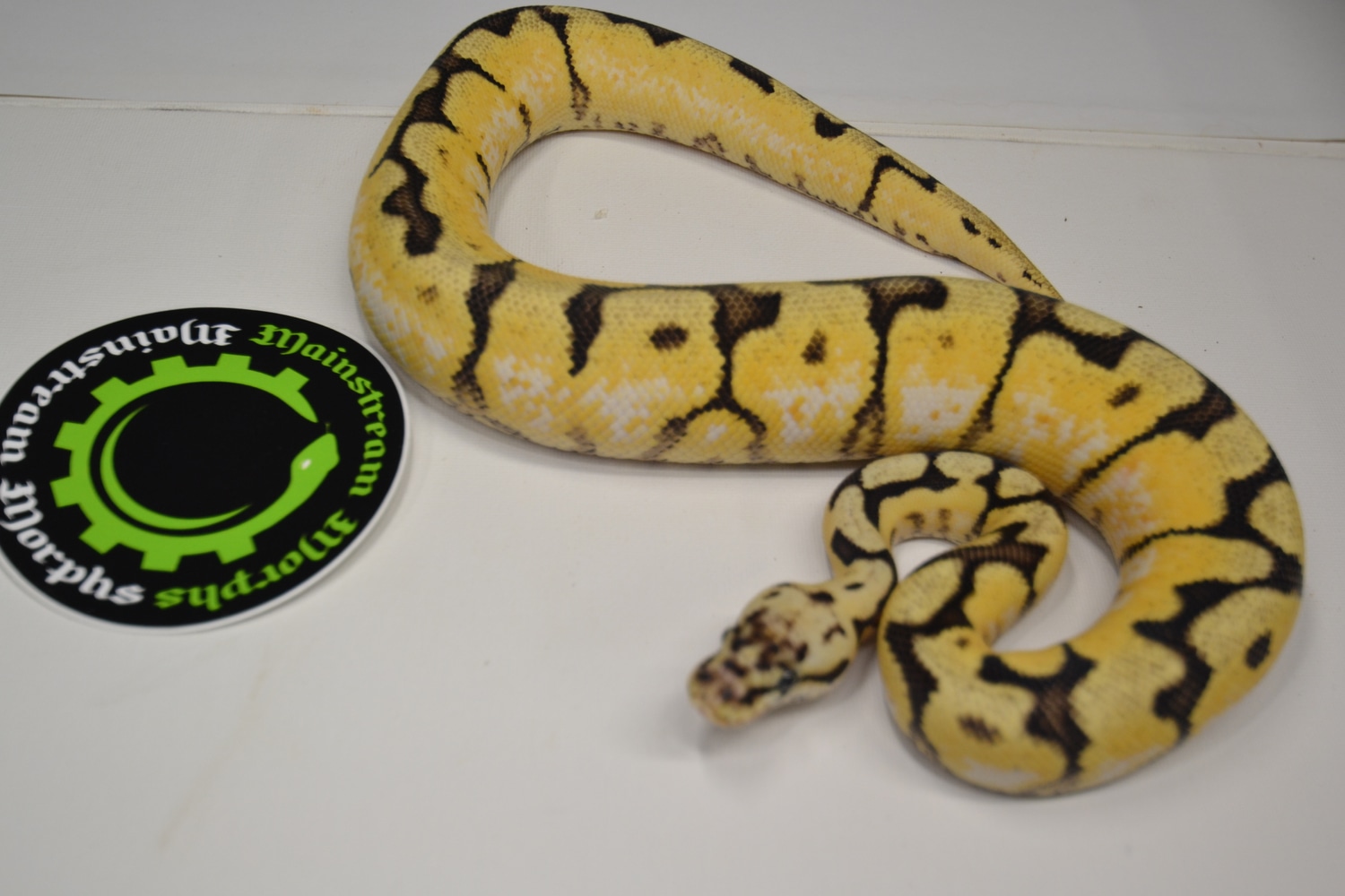 Bumble Belly Ball Python by Mainstream Morphs - MorphMarket