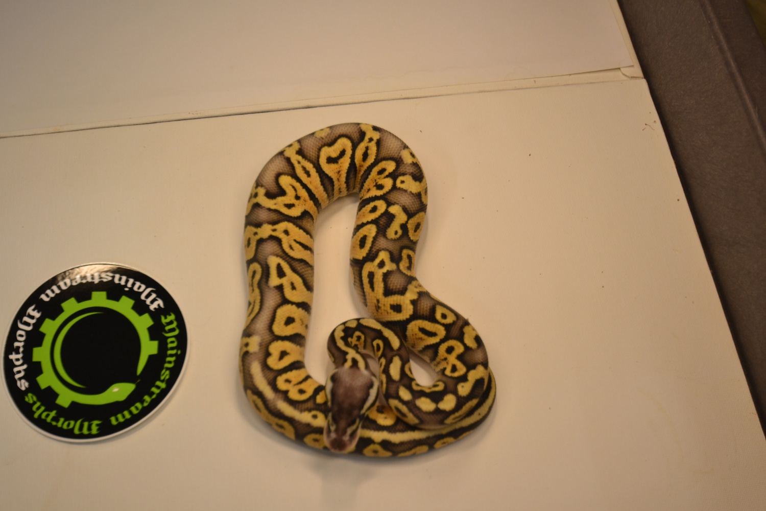 Super Pastel GHI 100% Het Hypo Ball Python by Mainstream Morphs ...