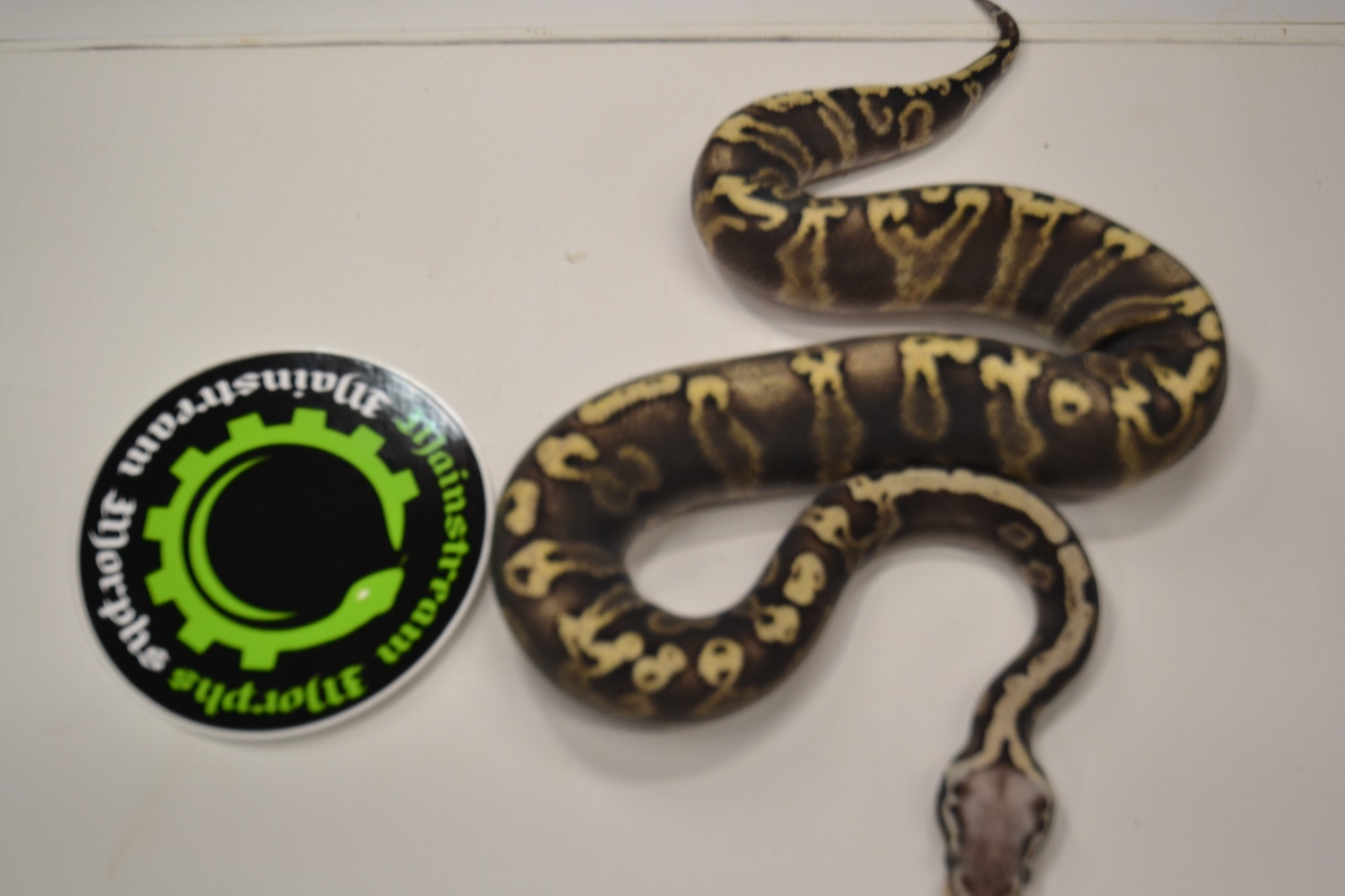 Super Pastel Super GHI 100% Het Hypo Ball Python by Mainstream Morphs ...