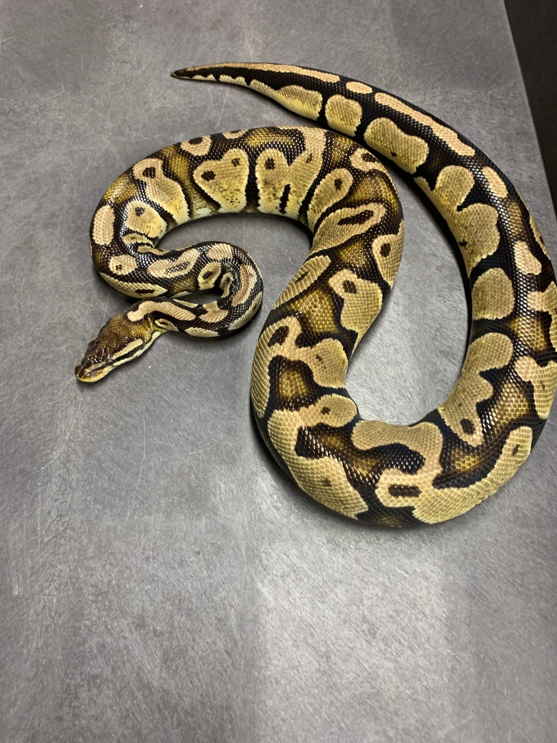 Pastel Het Ultramel Ball Python by Mainstream Morphs - MorphMarket