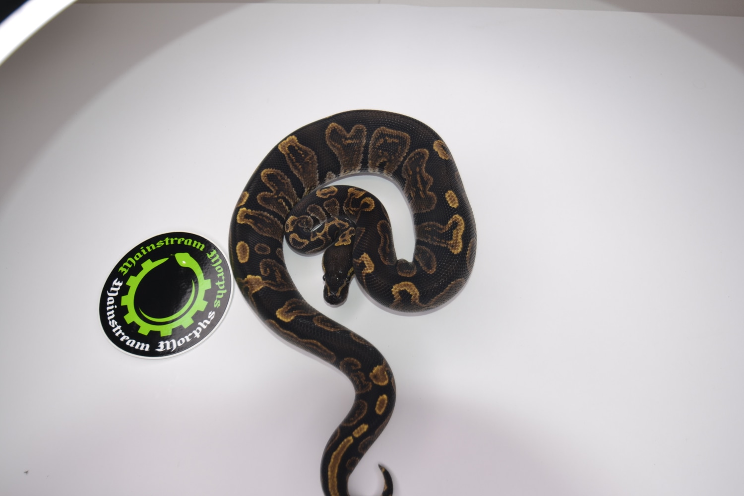 GHI 100% Het Hypo Ball Python by Mainstream Morphs - MorphMarket
