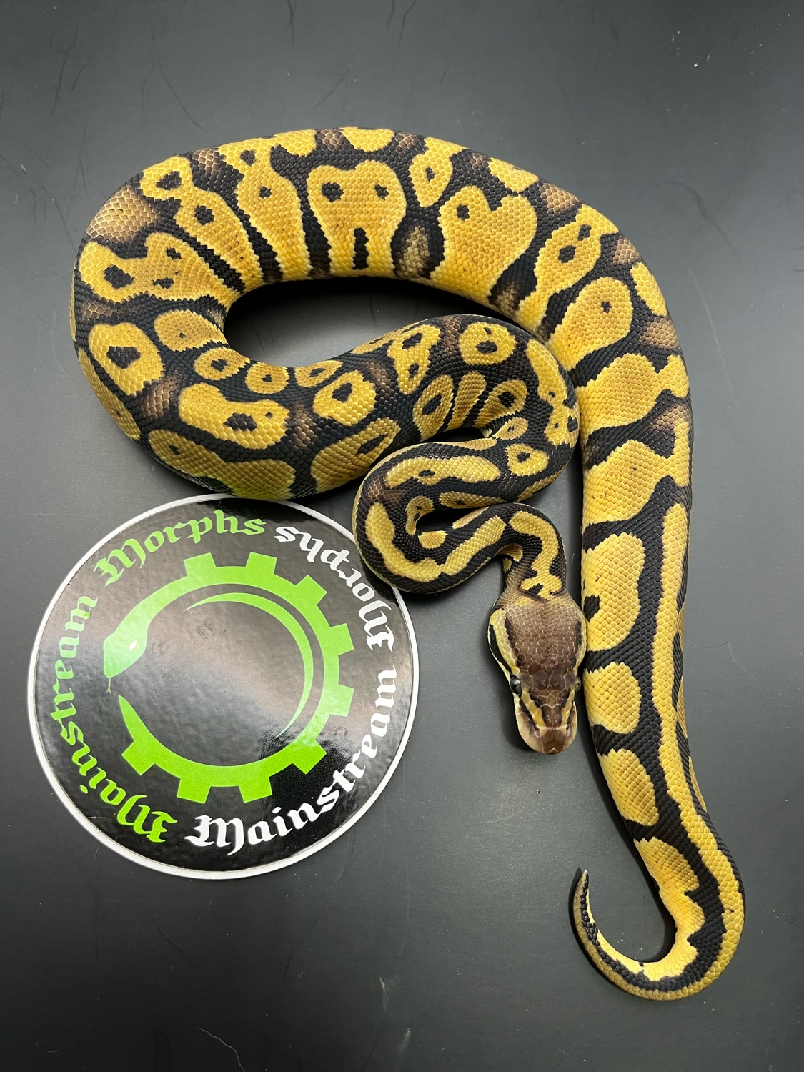 Pastel Ball Python by Mainstream Morphs - MorphMarket