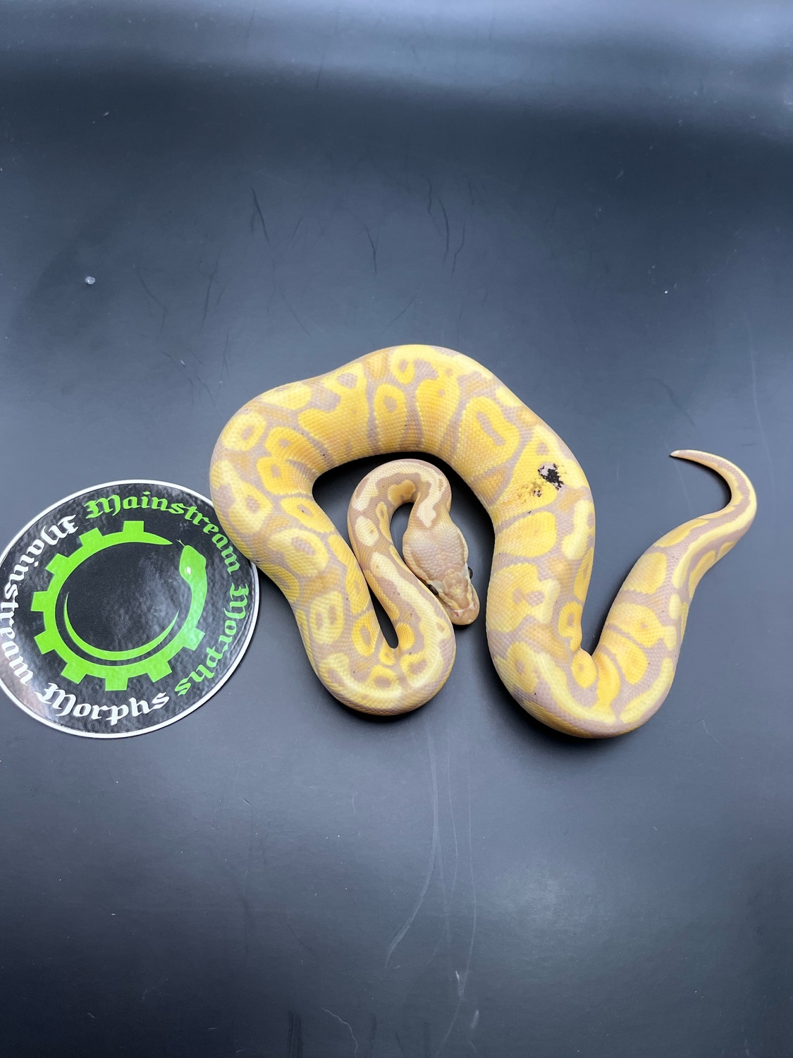 Banana Cinnamon Paradox Spot Ball Python by Mainstream Morphs - MorphMarket